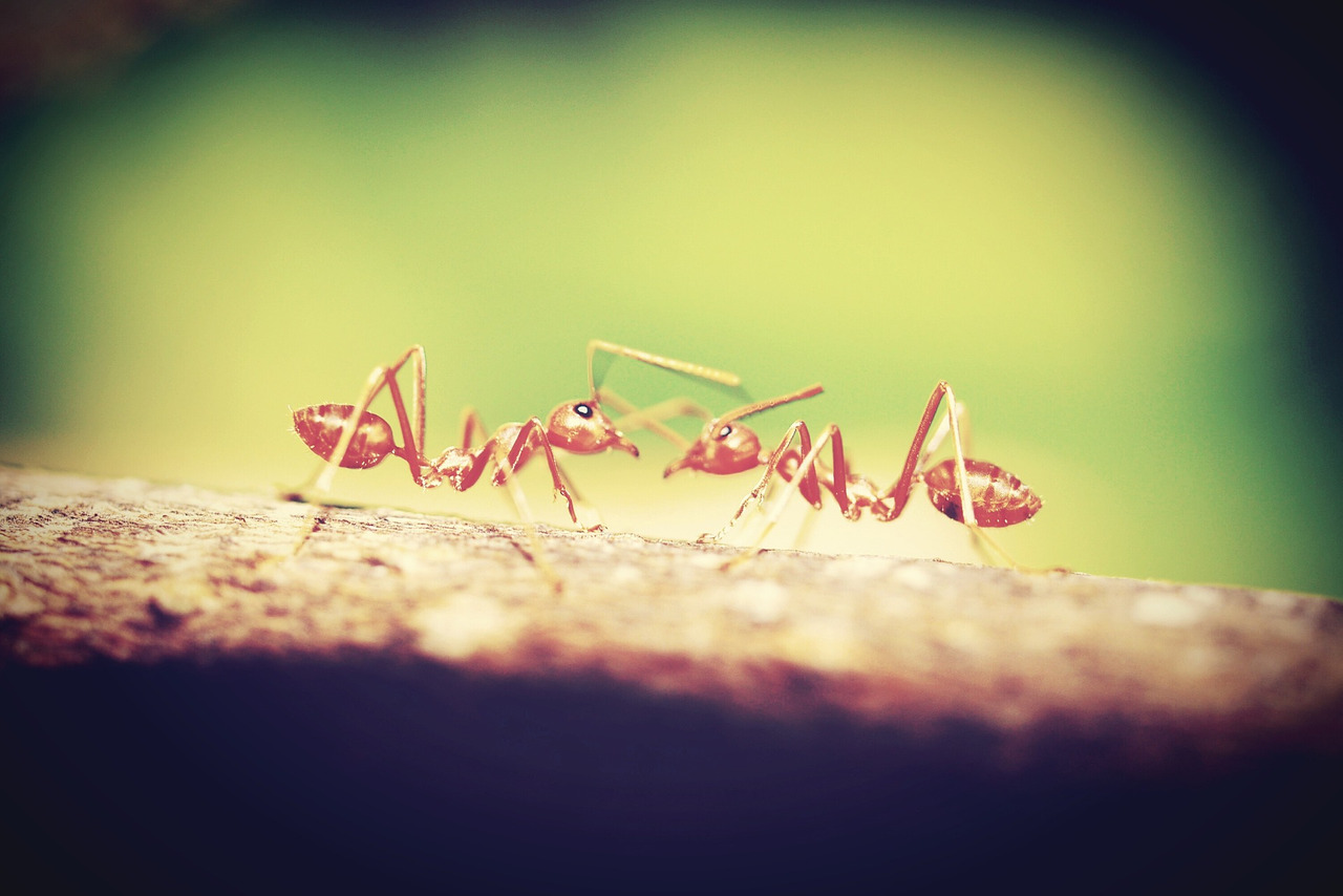 Što raditi kada se pojave faraonski mravi u stanu? - Net.hr