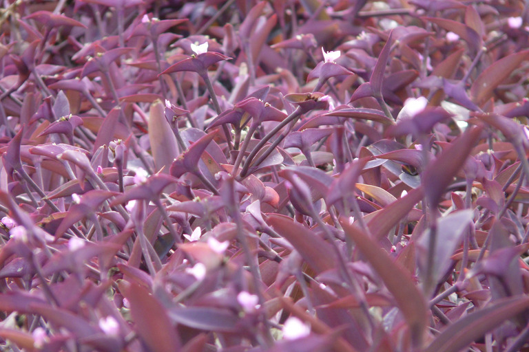 Crvenolisni puzavac - vazdazelena trajnica - Net.hr