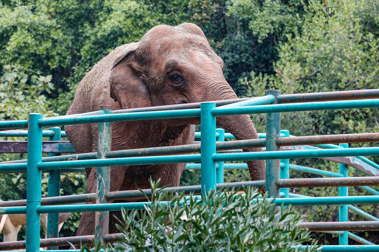 Titova slonica Lanka slavi 50. rođendan - Net.hr