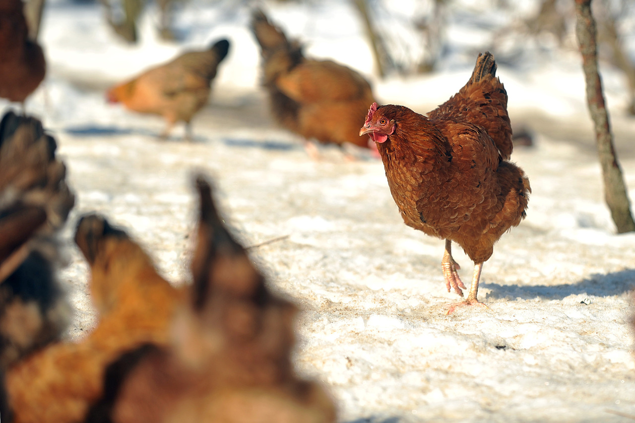 Novi slučajevi ptičje gripe: obavezno je pranje ruku i držanje peradi ...