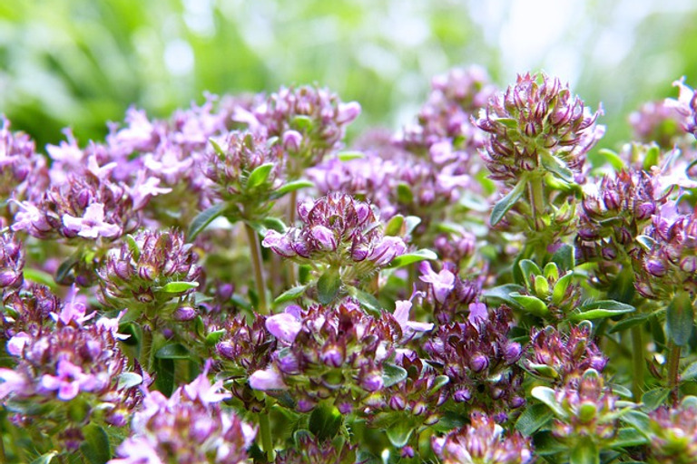 Timijan uzgoj u tegli: Kako izgleda uzgoj timijana u tegli? - Net.hr