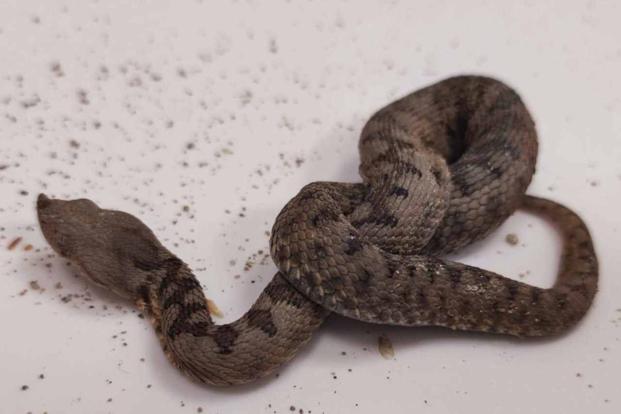 Mali poskok izazvao veliku paniku u Sesvetama! Smjestio se na stepenice ...