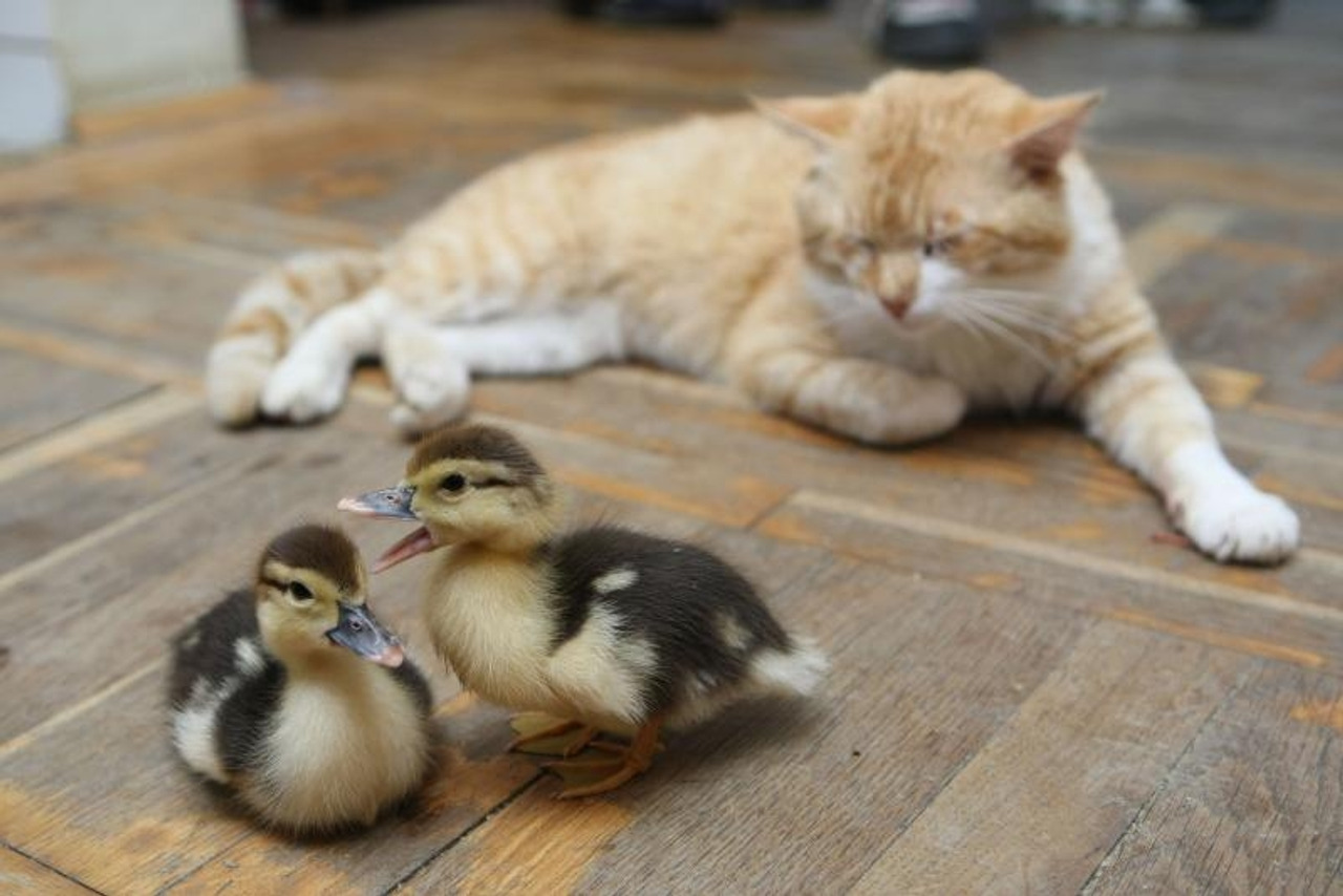 Mačak Njofra i pačići - najbolji prijatelji - Net.hr