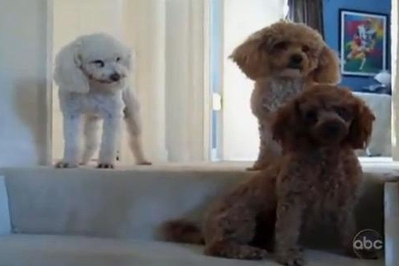 Pudlice vrste koje se ne linjaju - Net.hr