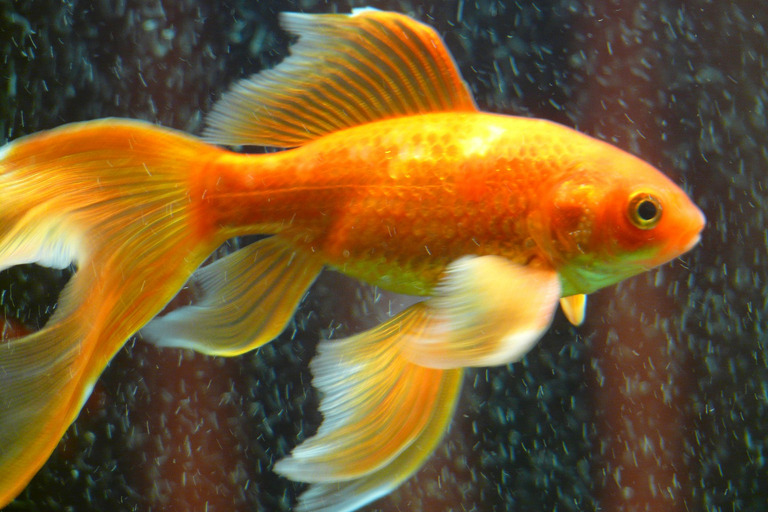 Koja je najbolja hrana za zlatne ribice? - Net.hr