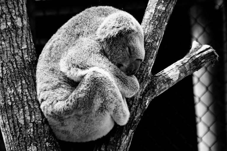 Koala zanimljivosti: Saznajte nešto o ovoj preslatkoj životinji - Net.hr