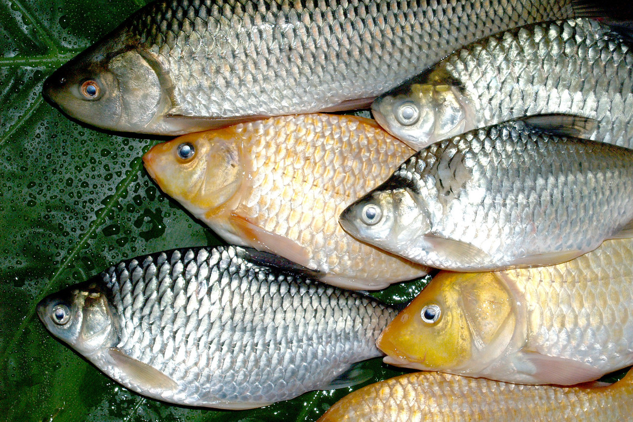 Štuka riba - poznata slatkovodna riba - Net.hr