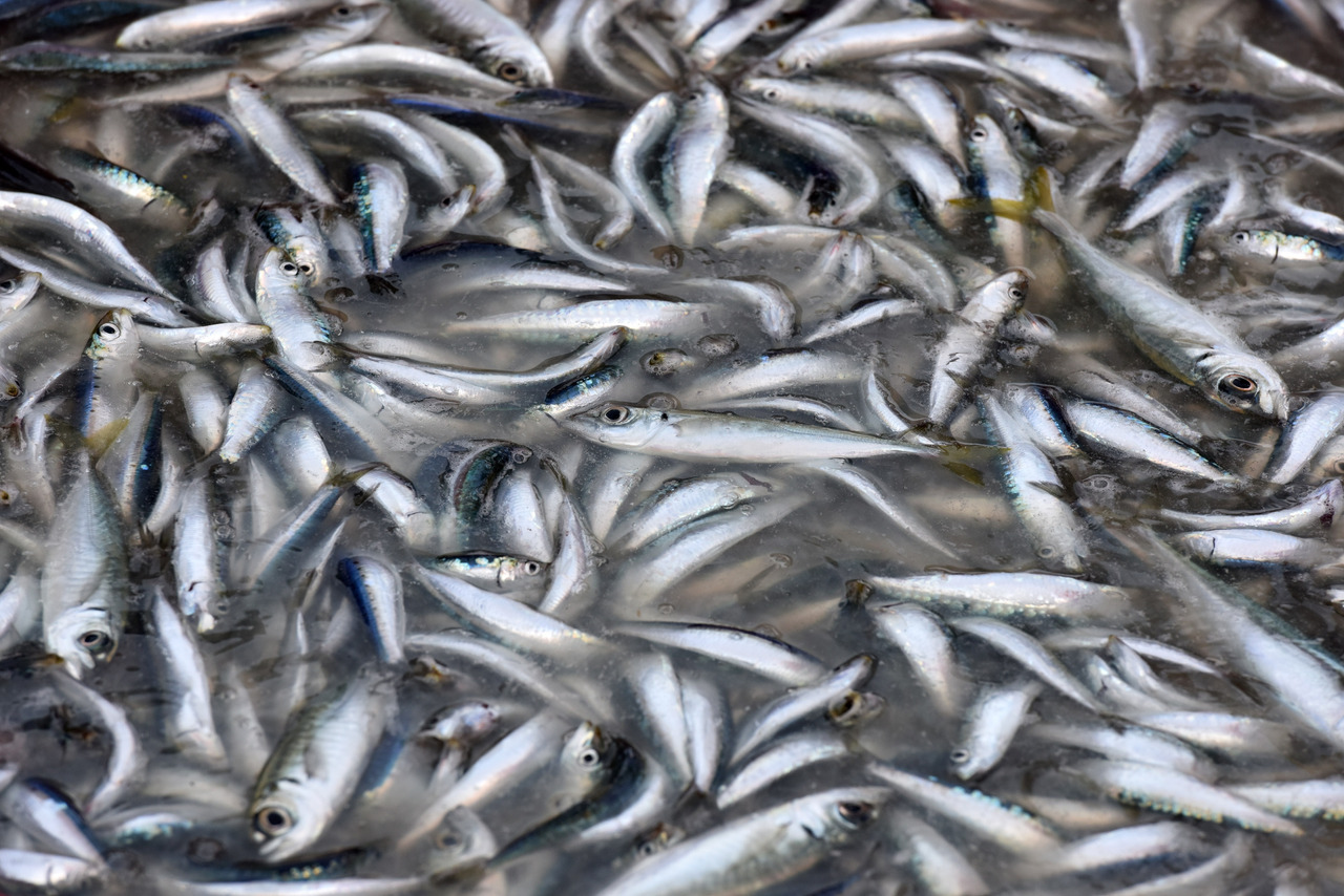 U koju vrstu spada papalina riba? - Net.hr