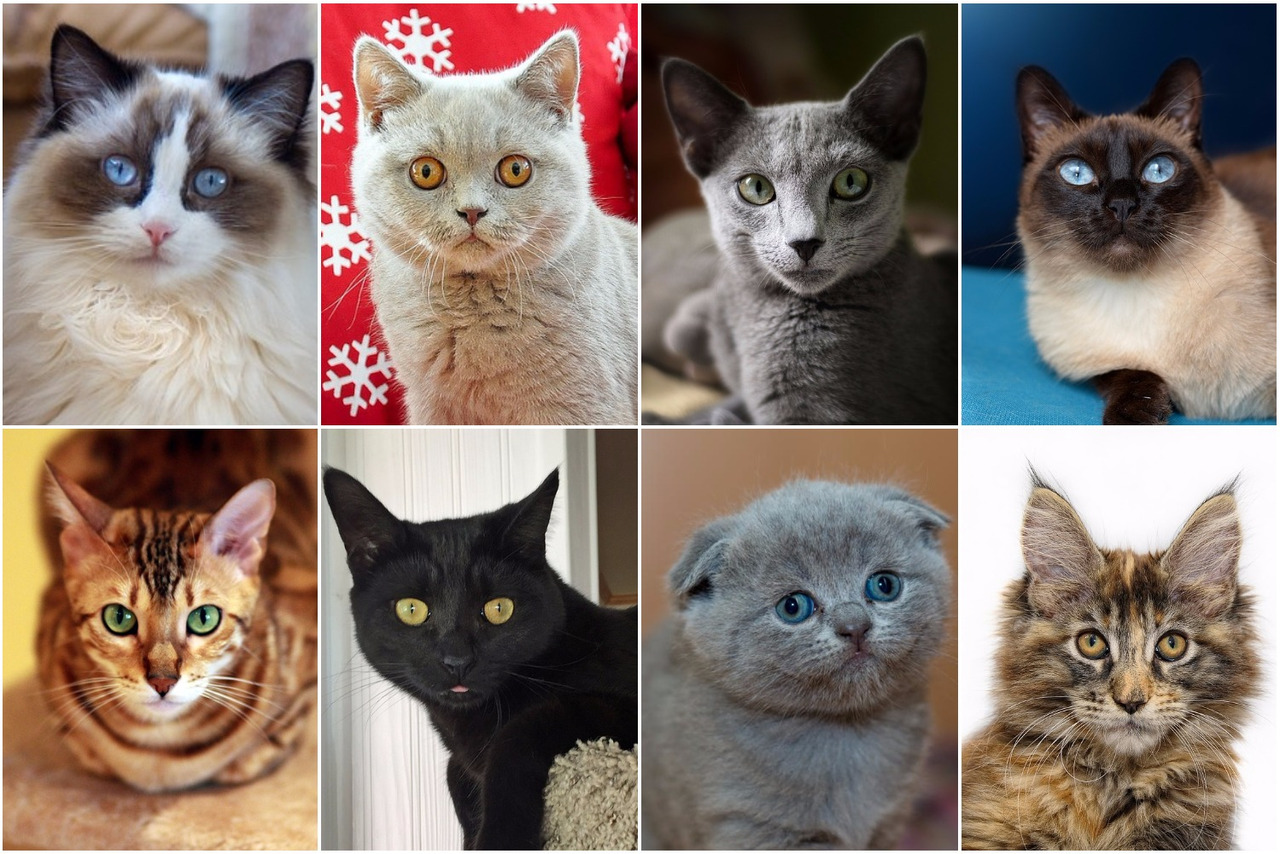 Vrste mačaka: pogledajte koje su najatraktivnije vrste mačaka - Net.hr