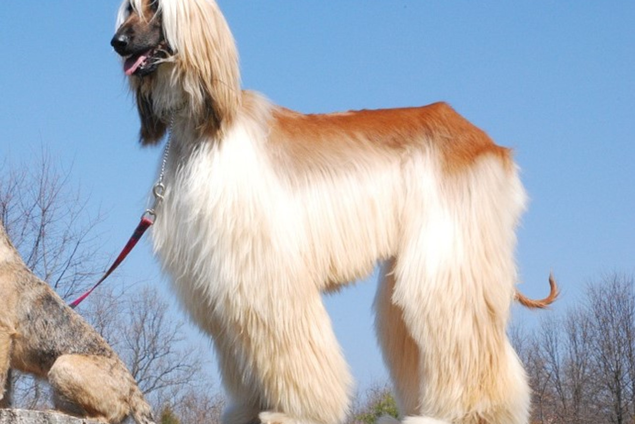 Afganistanski hrt: otkrijte karakterisitke afganistanskog hrta - Net.hr