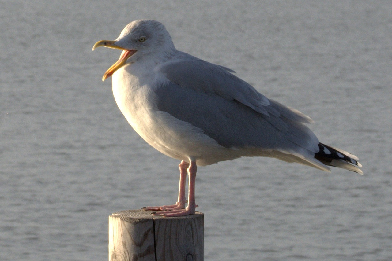 Galeb ptica - glasna ptica morskih obala - Net.hr