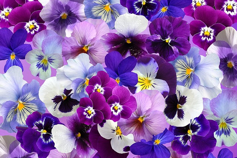 Zimsko vanjsko cvijeće: Koje je najpoznatije zimsko vanjsko cvijeće ...