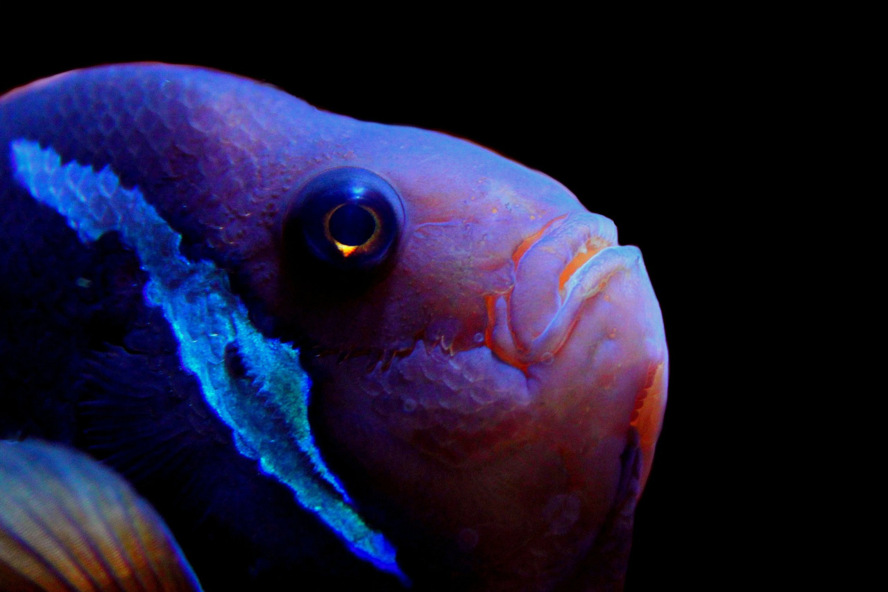 Ušata riba - najbrojnija i najčešća bijela riba - Net.hr