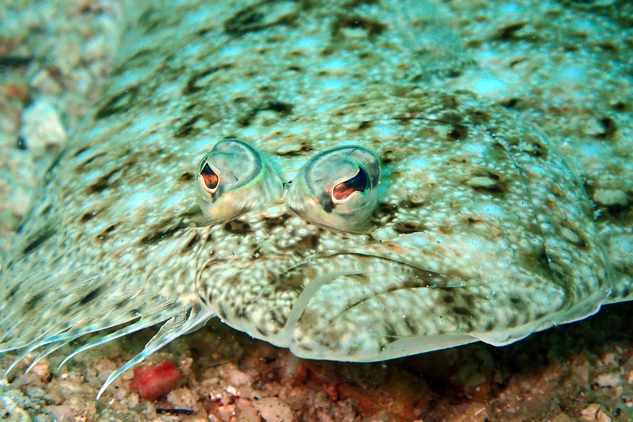 Vrste morskih riba u Jadranu: Koje su najveće jadranske ribe? - Net.hr