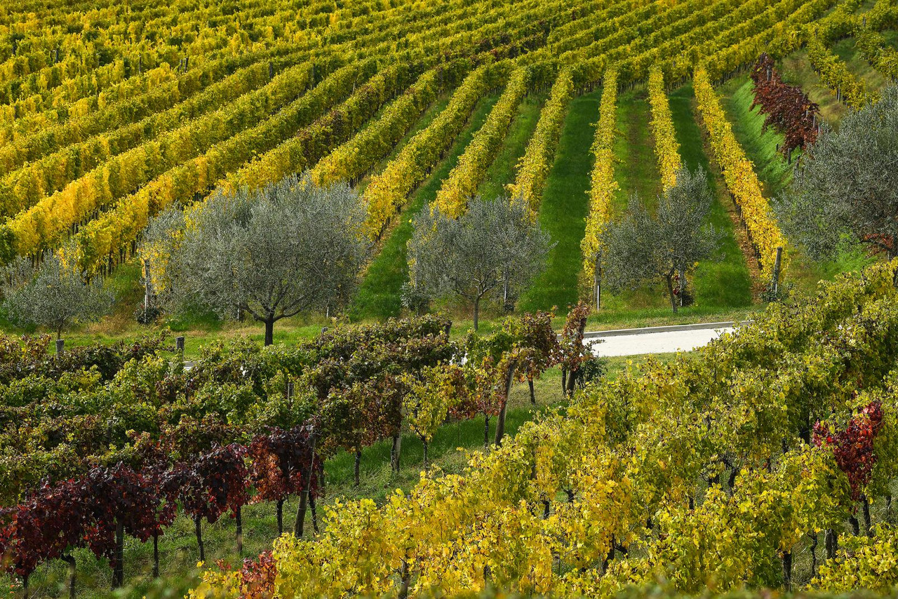 Zaboravite Toskanu: Hrvatske vinske regije raj su za svakog enologa, a ...