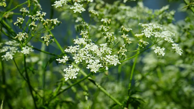 Divlji peršin je vrlo otrovna biljka - Net.hr