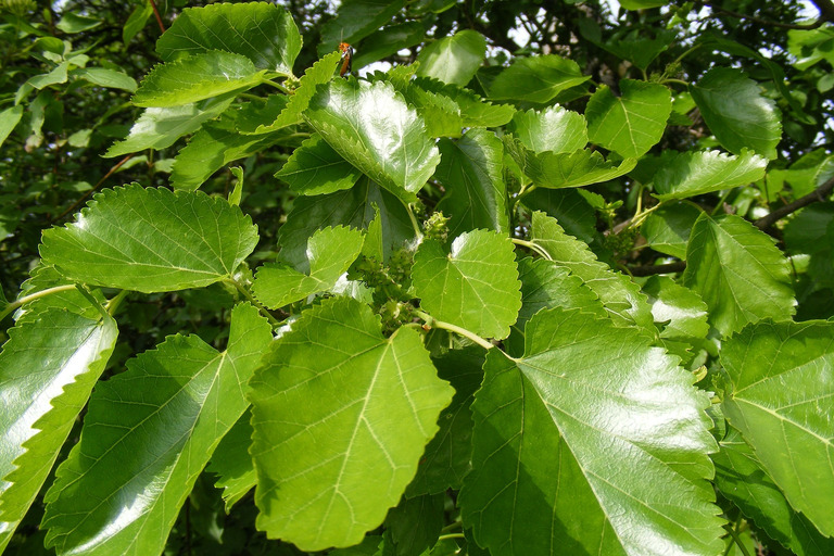 Divlji dud - drvo koje daje papir - Net.hr