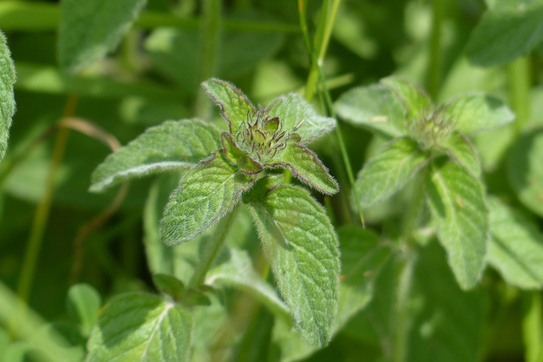 Divlja metvica - biljna vrsta Europe i Azije - Net.hr